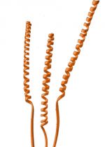 Floristik24.de Cane Spring orange 25St-170000