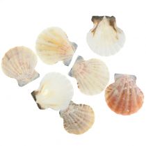 Floristik24.de Muschel Mix Natur 3cm – 5cm 250g-28505-017