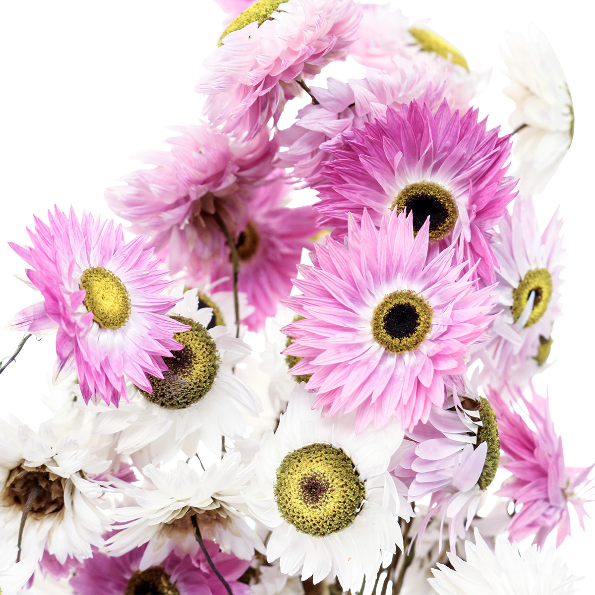 Floristik24.de Trockenblumen Weiß Rosa Strohblumen 40-45cm 30g-45302-414