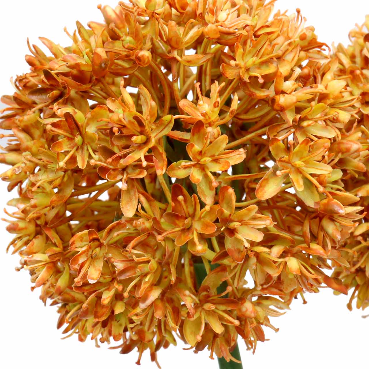 Floristik24.de Zierlauch Allium künstlich Orange 70cm 3St-68475