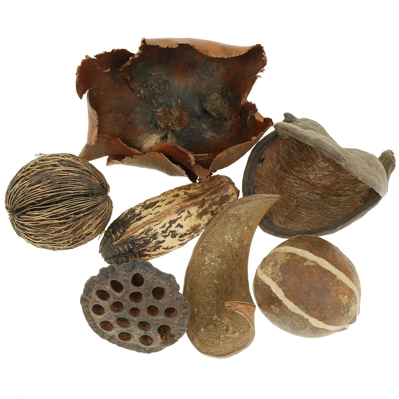 Floristik24.de Exoten Sortiment Natur im Netz 200g-2398NATUR