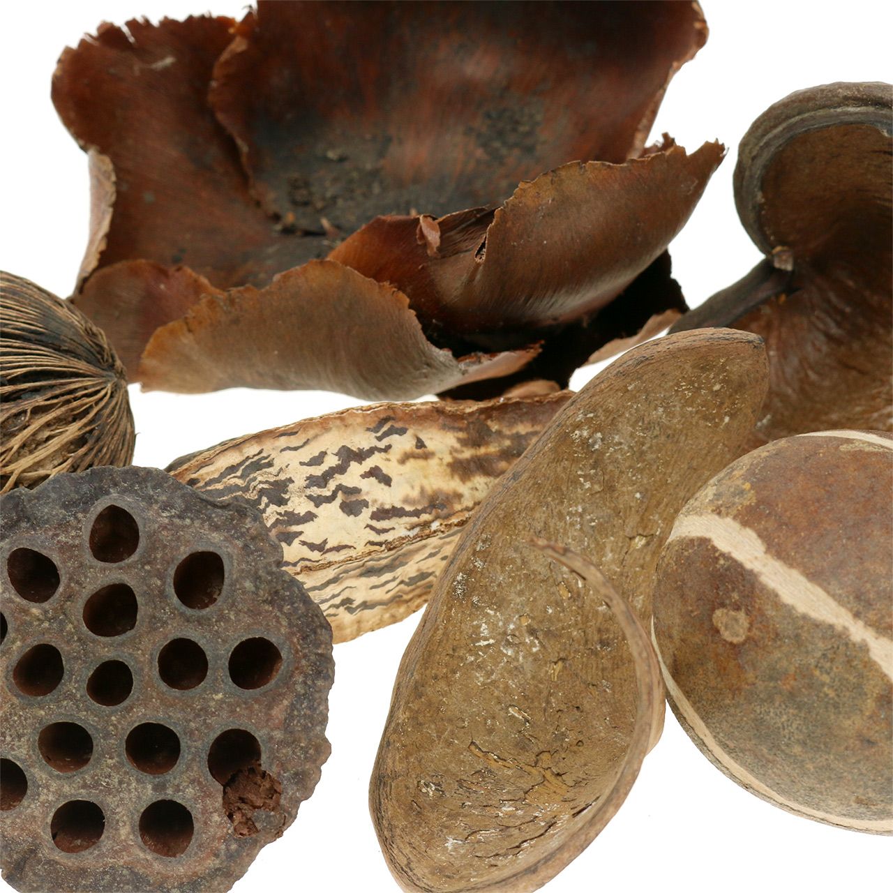 Floristik24.de Exoten Sortiment Natur im Netz 200g-2398NATUR