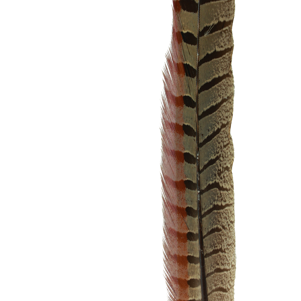 Floristik24.de Fasanenfedern Deko Echte Federn Natur 40cm 9St