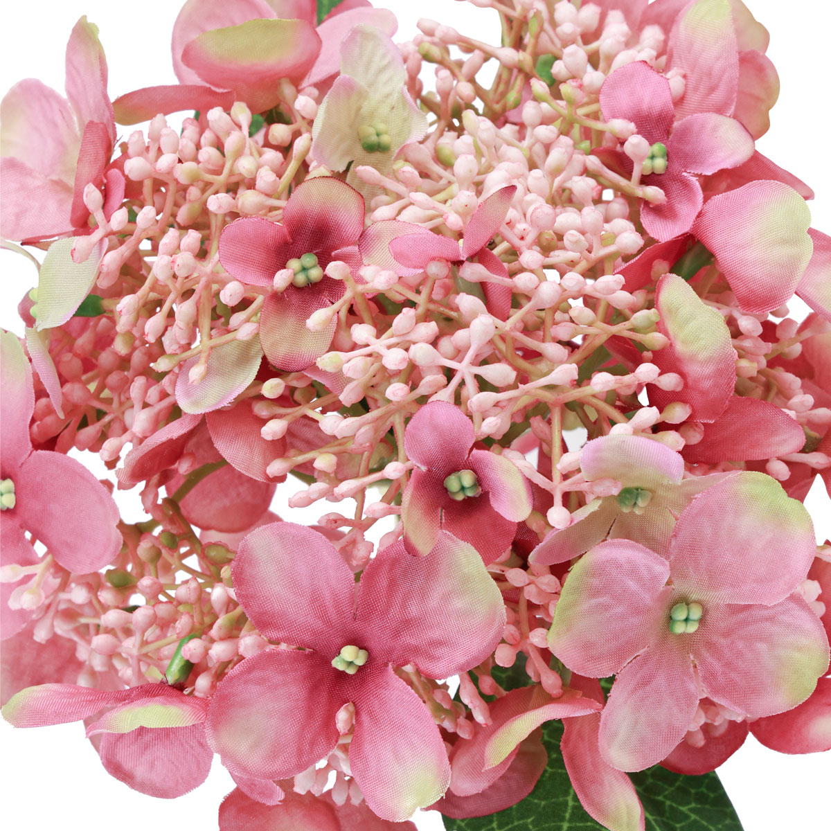 Hortensie Rosa Grun