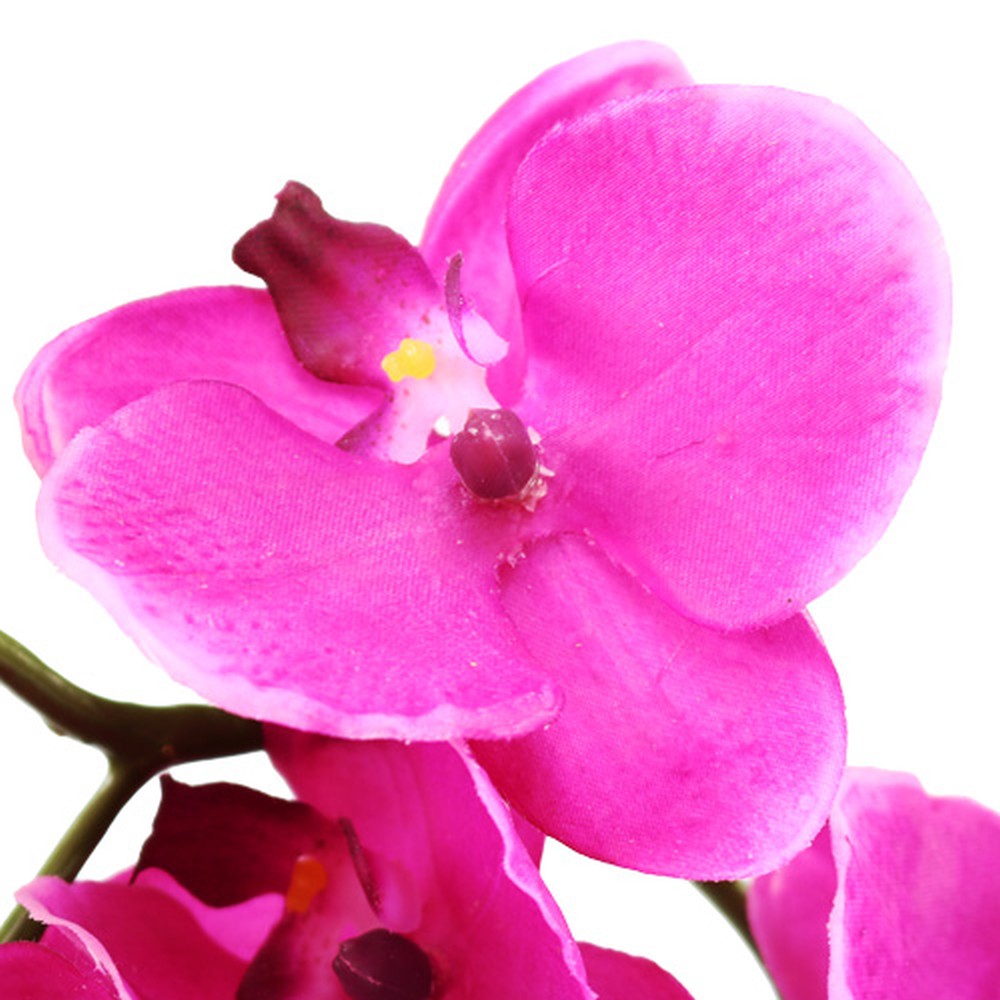 Floristik24.de Orchidee Phalaenopsis Pink 75cm-73397