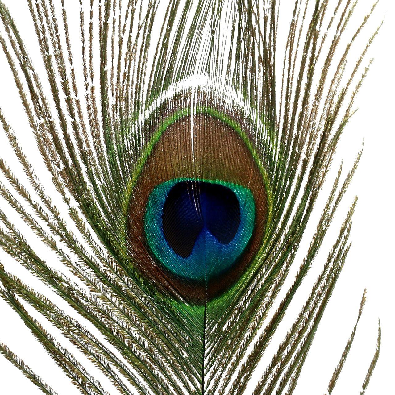 Floristik24.de Pfauenfedern 22cm - 30,5cm 12St-67867