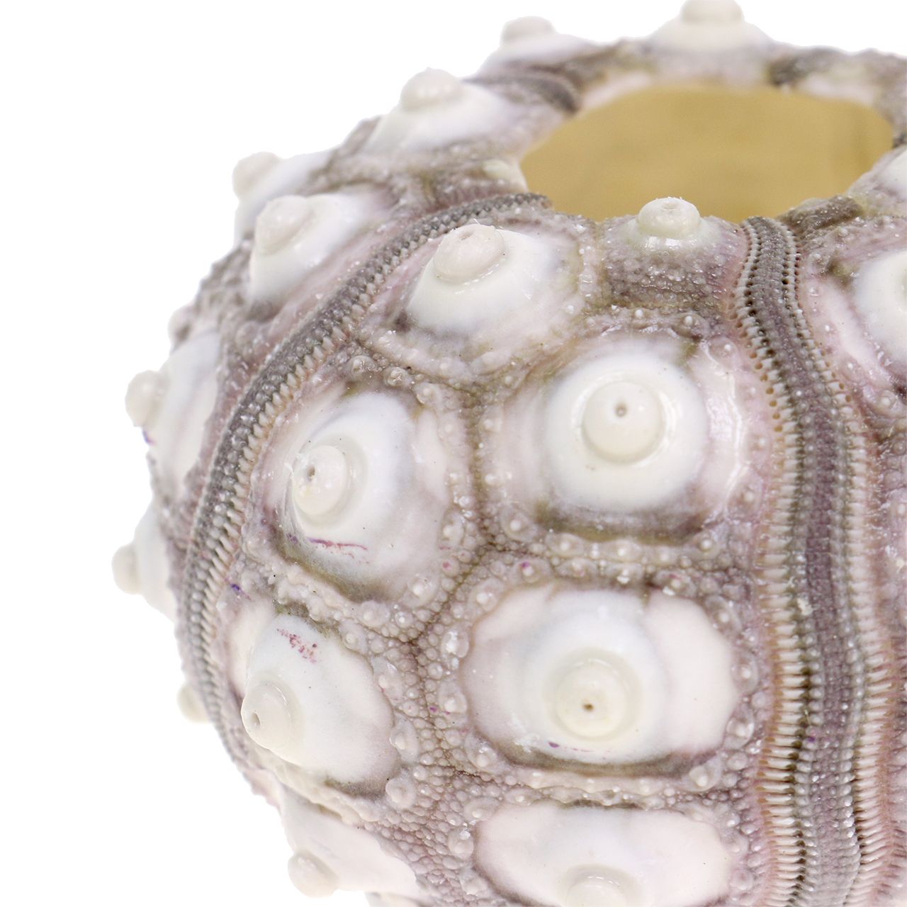 Floristik24.de Seeigel 10St-28664-017