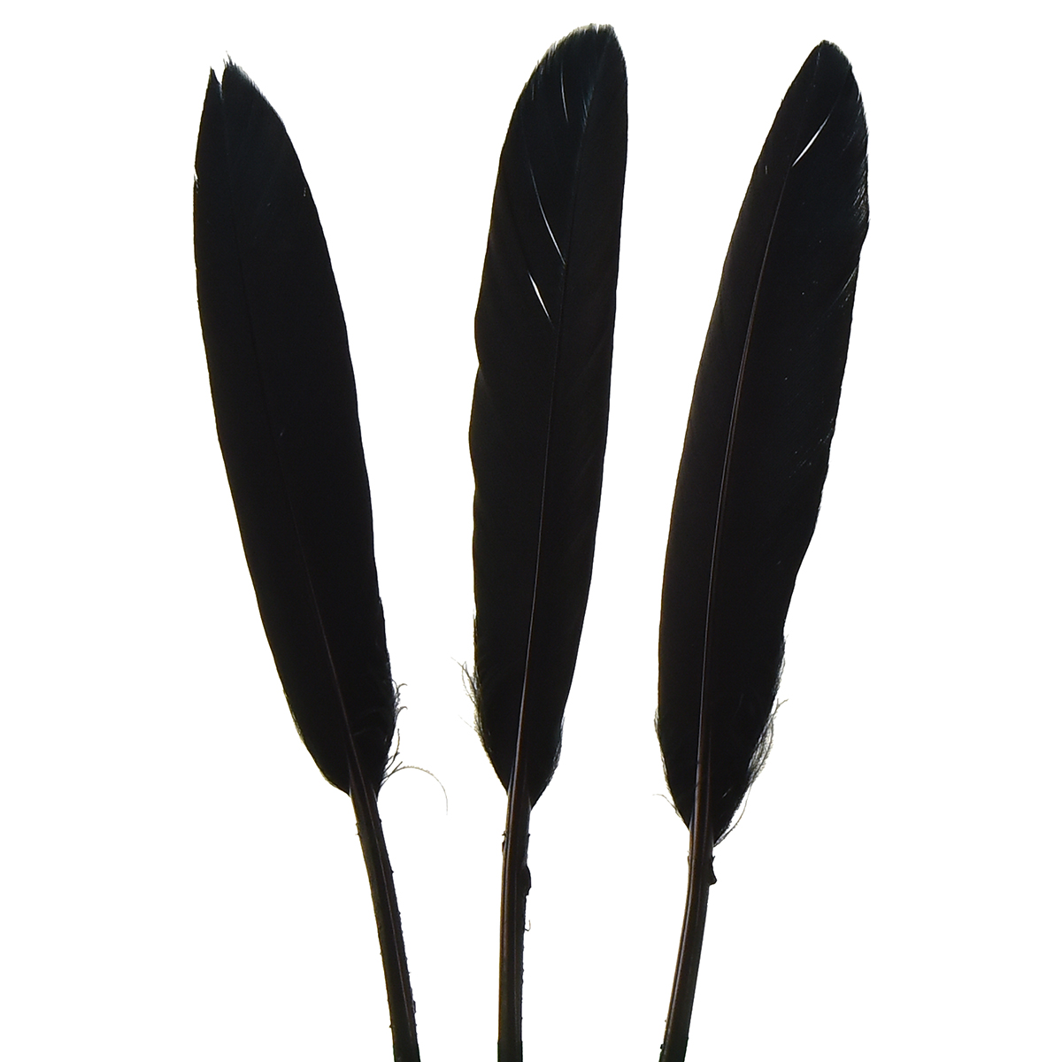Floristik24.de Schwarze Federn Deko Gänsefedern Schwarz 11-14cm 180 St