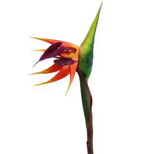 Floristik24.de Strelitzie Paradiesvogelblume 62cm