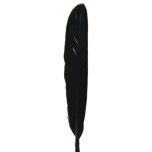 Floristik24.de Schwarze Federn Deko Gänsefedern Schwarz 11-14cm 180 St